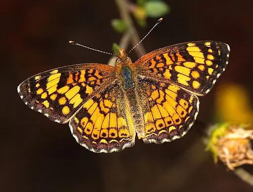 Pearl Crescent (Phyciodes tharos), a Comprehensive Guide in 12 Sections ...