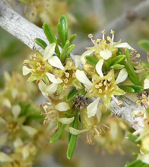 A Comprehensive Guide to Desert Almond (Prunus fasciculata) - Silphium ...